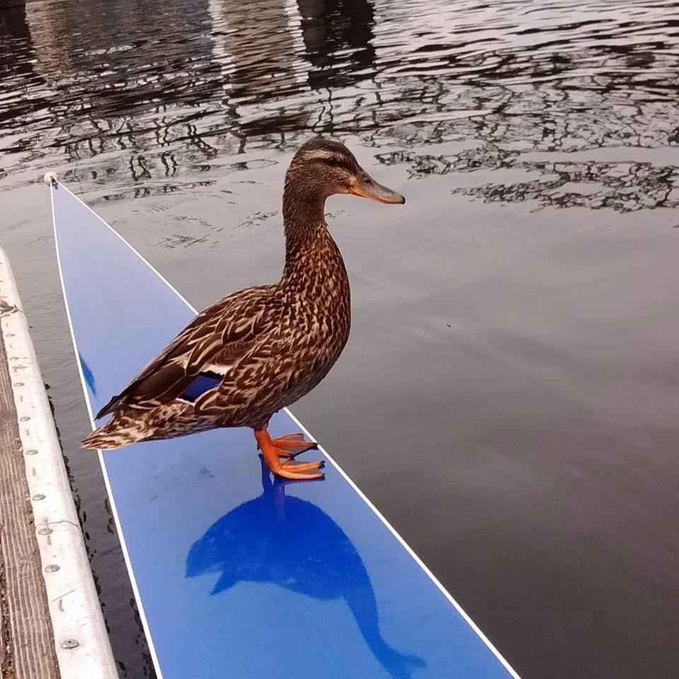 How to Sign Up – Station L Rowing Club